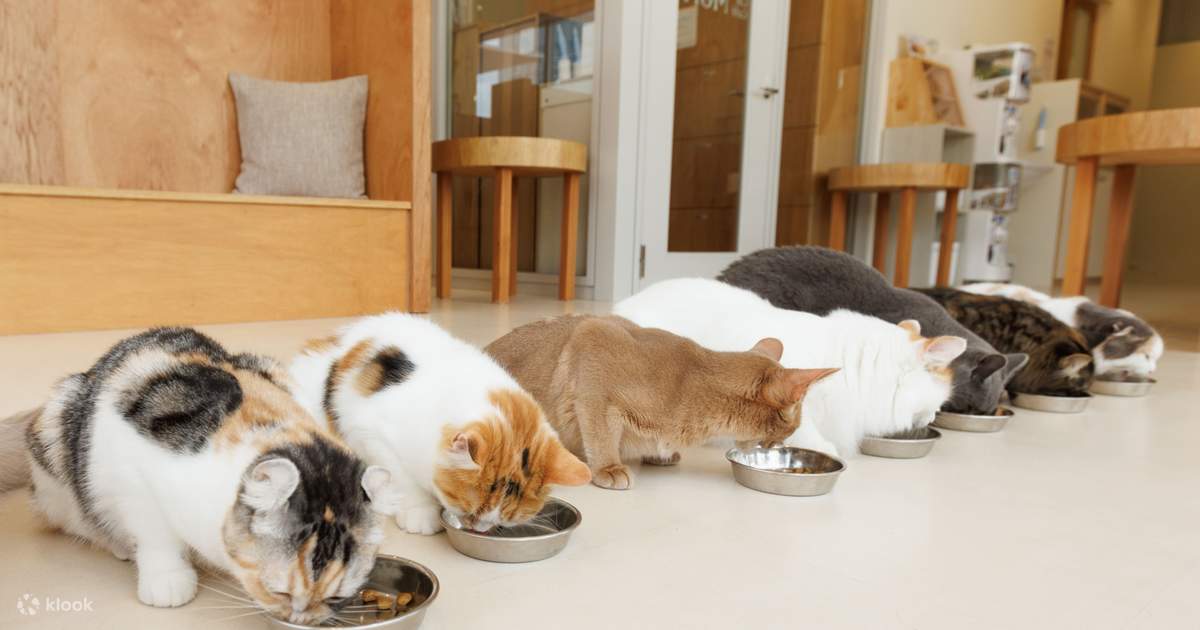 Kafe Kucing MOFF SHIMINT HIROSHIMA - Klook Amerika Syarikat